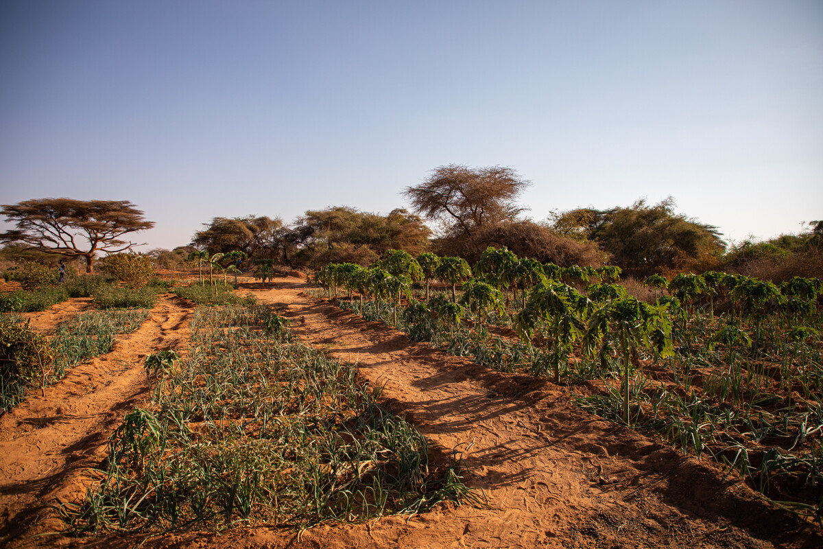 Homepage - ActionAid USA