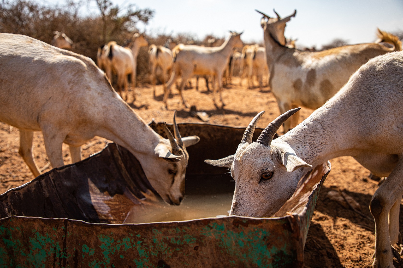 Homepage - ActionAid USA