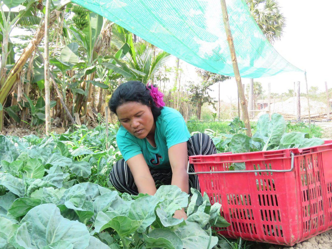 Unraveling the Global Food Crisis: Profits, Vulnerability, and the ...